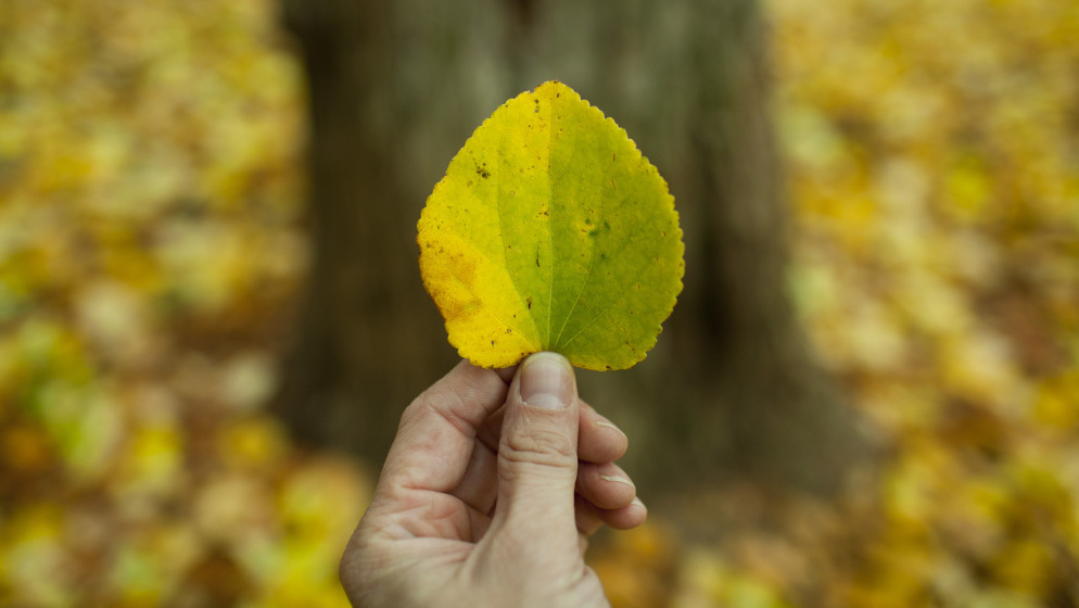 Your Photo Of The Day: First Signs Of Fall : The Picture Show : NPR