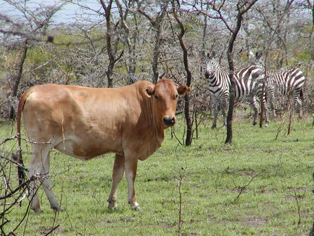 Zebra And Cattle Make Good Lunch Partners, Researchers Say | WBUR