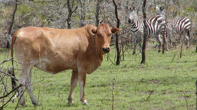 Zebra And Cattle Make Good Lunch Partners, Researchers Say : The Salt : NPR