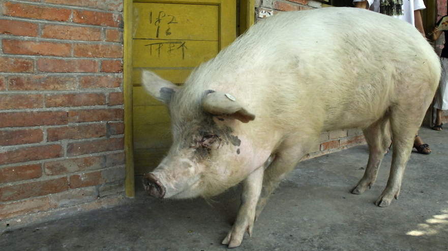 China's 'Strong-Willed Pig' Has Been Cloned : The Two-Way : NPR