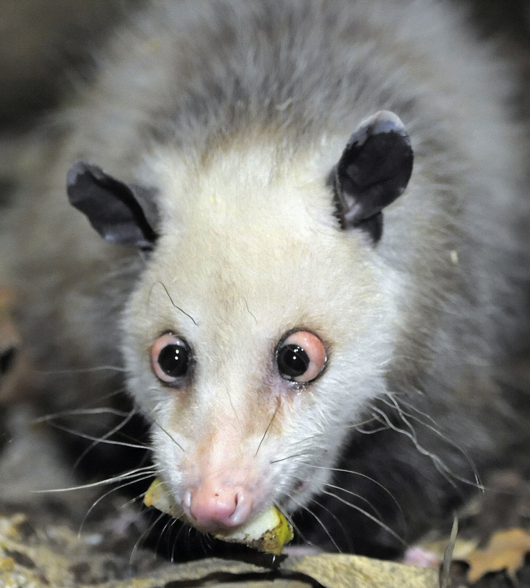 Heidi, Germany's Cross-Eyed Opossum, Has Died : The Two-Way : NPR