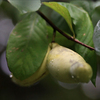 This Once-Obscure Fruit Is On Its Way To Becoming PawPaw-Pawpular : The ...