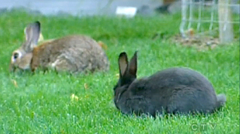 Town Of Canmore Says 'No More' To Wild Rabbits : The Two-Way : NPR