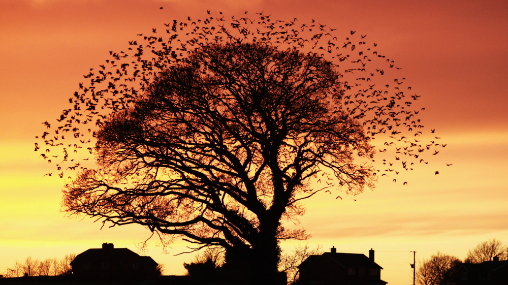 Britain's Backyard Wildlife : The Picture Show : NPR