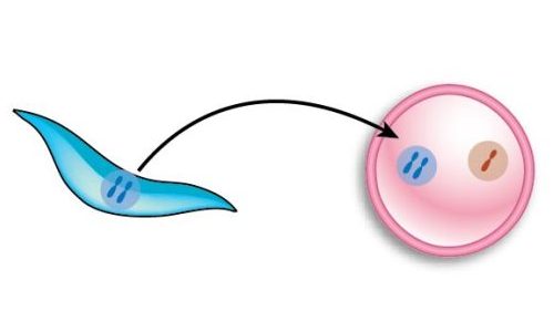 Researchers Advance Cloning Of Human Embryos : NPR