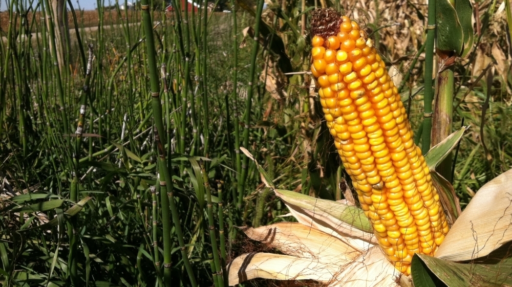 Why 158 Acres Of Corn Costs $1.5 Million : Planet Money : NPR