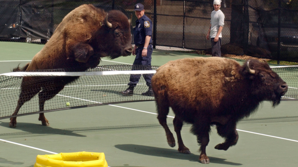 When Animals Escape : NPR