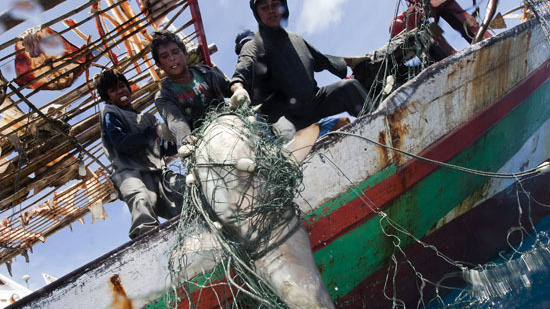 Photos Show Sheer Scale Of Shark Fin Trade : The Picture Show : NPR