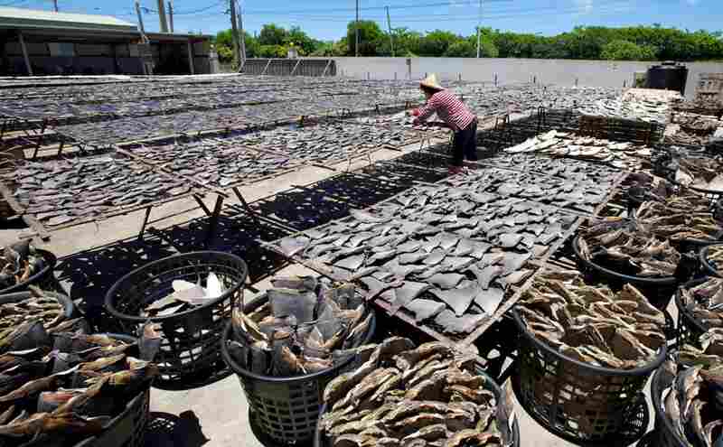 Photos Show Sheer Scale Of Shark Fin Trade : The Picture Show : NPR