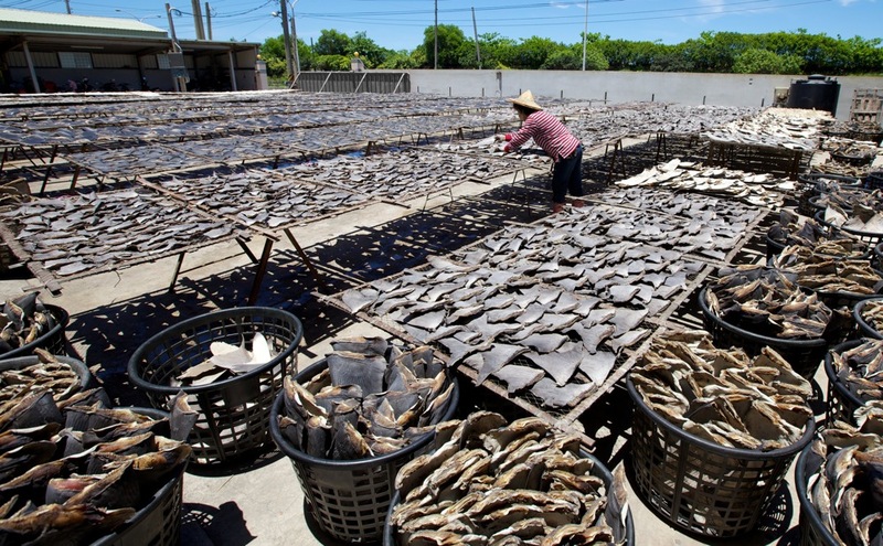 Photos Show Sheer Scale Of Shark Fin Trade : The Picture Show : NPR