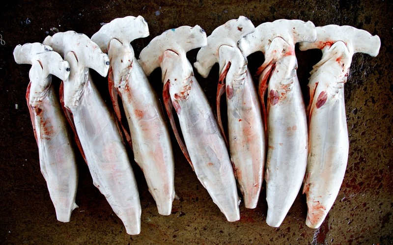 Photos Show Sheer Scale Of Shark Fin Trade : The Picture Show : NPR