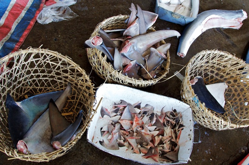 Photos Show Sheer Scale Of Shark Fin Trade : The Picture Show : NPR