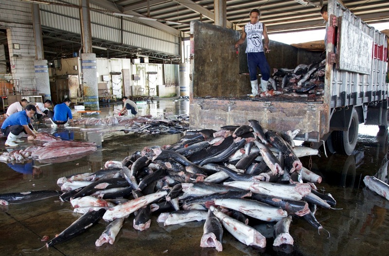 Photos Show Sheer Scale Of Shark Fin Trade : The Picture Show : NPR