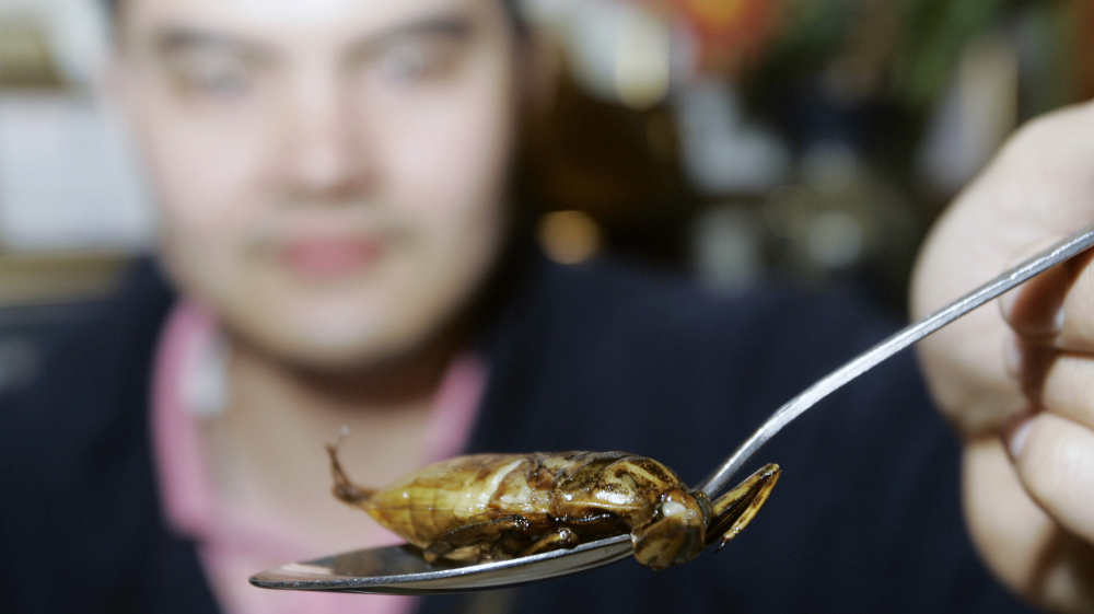 Insect Cuisine Is All The Buzz : The Salt : NPR