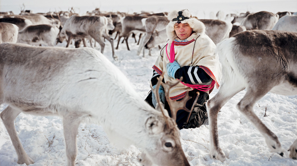 Photos: For Scandinavia's Sami People, Reindeer Still Reign : The ...