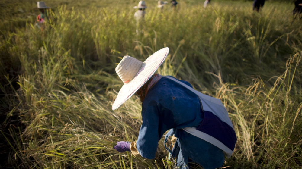 How Fear Drove World Rice Markets Insane : The Salt : NPR