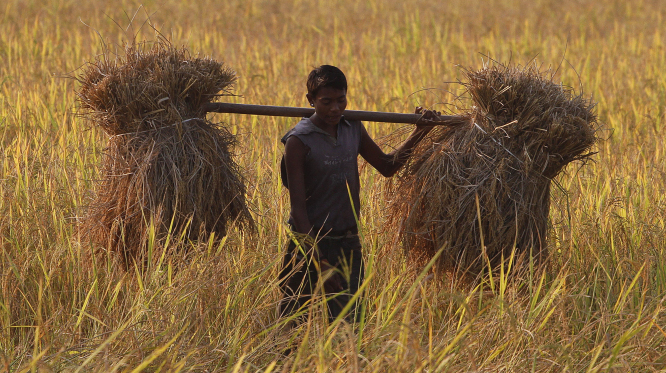 A Food Security Expert On When 200,000 Tons Of Rice Went Missing : The ...