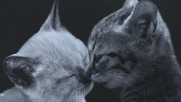 Classic Album Covers Reimagined (With Kittens) : All Songs Considered : NPR