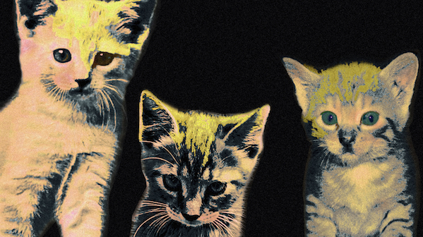 Classic Album Covers Reimagined (With Kittens) : All Songs Considered : NPR