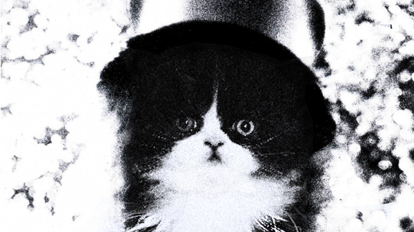 Classic Album Covers Reimagined (With Kittens) : All Songs Considered : NPR