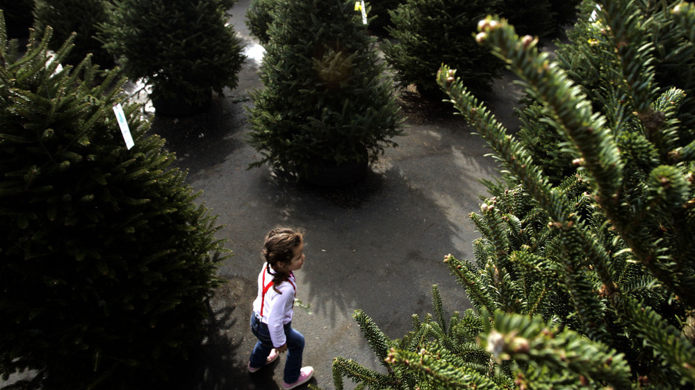 After Uproar, Government Scraps 15-Cent Christmas Tree Fee : The Two ...