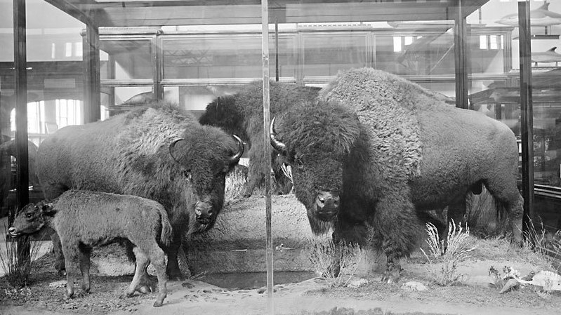 What (Not?) To Do When You Meet the Last Great Wild Buffalo : Krulwich ...