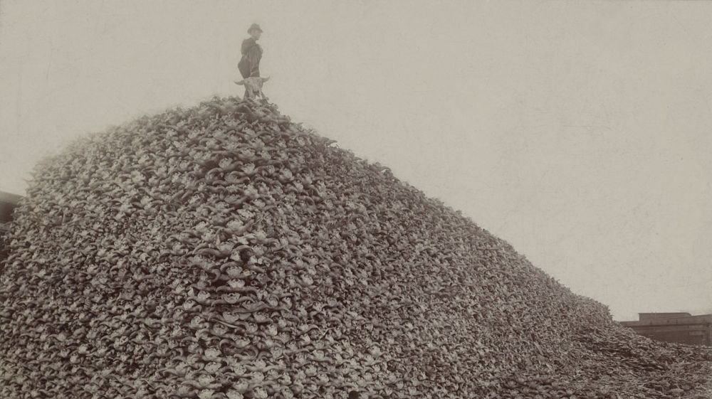 What (Not?) To Do When You Meet the Last Great Wild Buffalo : Krulwich ...