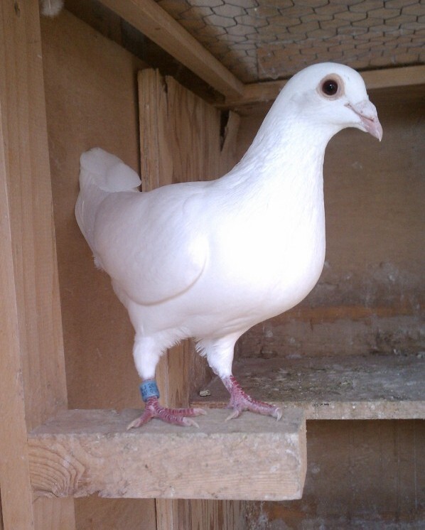 Pigeon Racers Share A Passion For Flying Fast : NPR