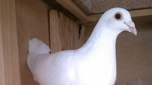 Pigeon Racers Share A Passion For Flying Fast : NPR