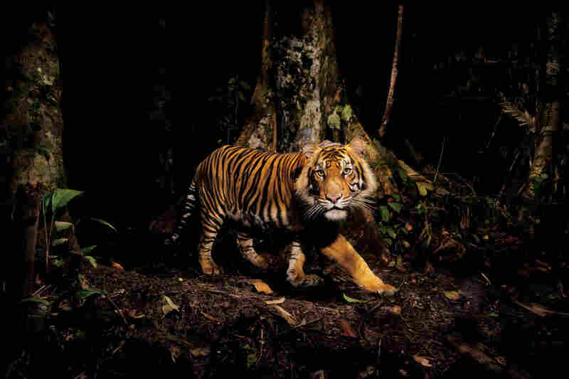 Photographer Captures Plight Of The Tiger : The Picture Show : NPR