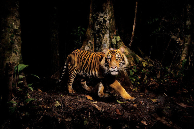 Photographer Captures Plight Of The Tiger : The Picture Show : NPR