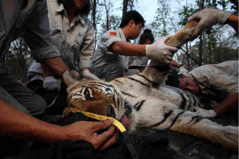 Photographer Captures Plight Of The Tiger : The Picture Show : NPR