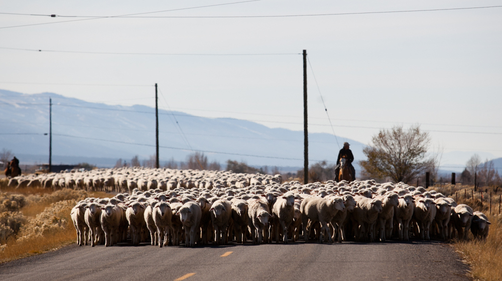 A Wild Goose Chase To Find Turkey Farmers : The Picture Show : NPR