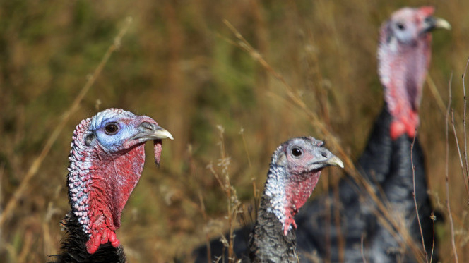 Heritage Turkeys: To Save Them, We Must Eat Them : The Salt : NPR