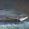 Genetically Modified Salmon: Coming To A River Near You? : The Salt : NPR
