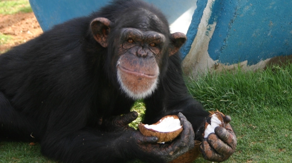 Biomedical Research Using Chimps Curtailed : Shots - Health News : NPR