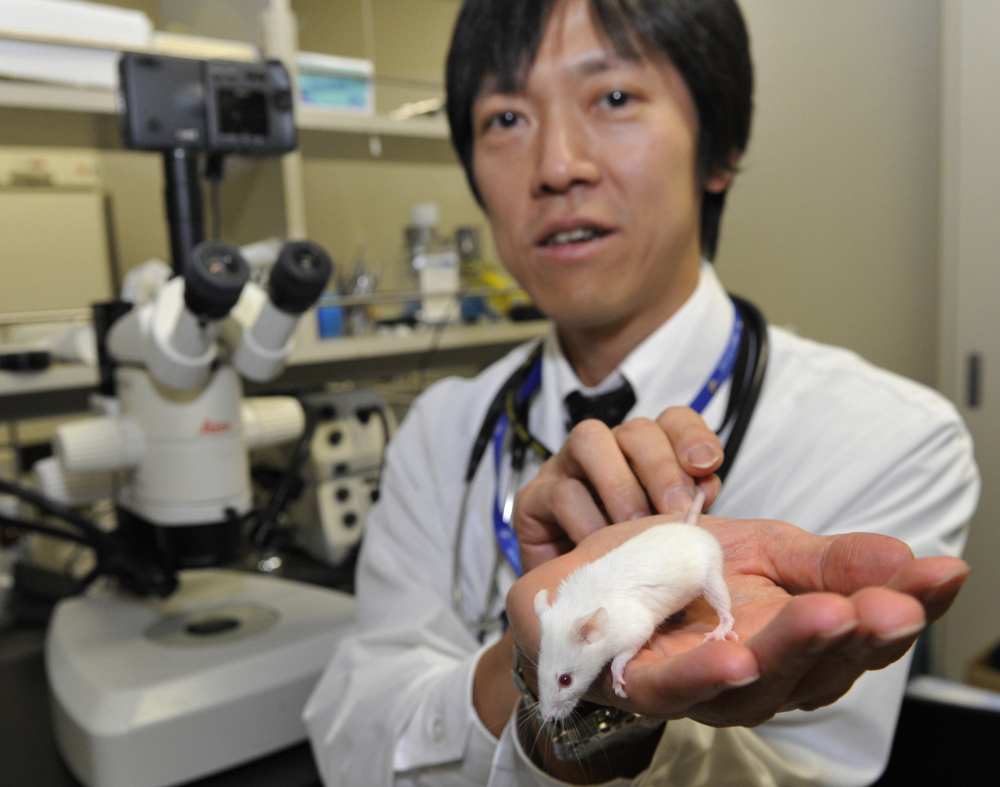 For Lab Mice, The Medical Advances Keep Coming : NPR
