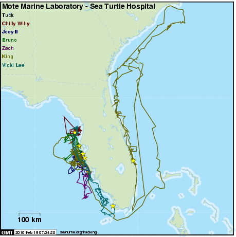 Endangered Turtle Survives Trans-Atlantic Journey : NPR