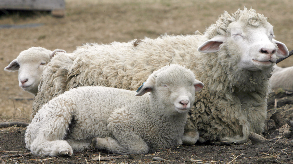 Live Nativity Scene Lamb Born On Christmas Eve : The Two-Way : NPR