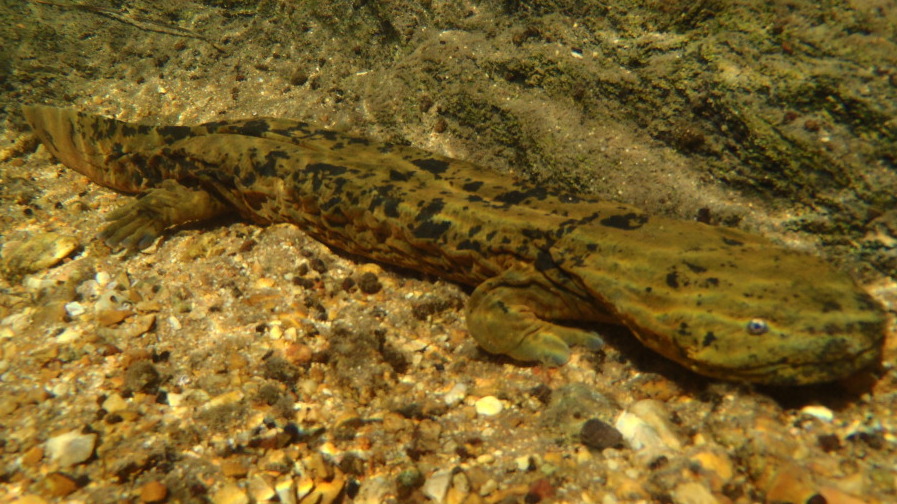 Zoo Crafts Love Nest To Save Ozark's Salamanders : NPR