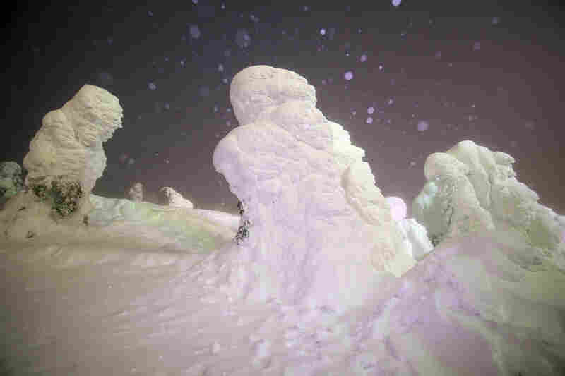Skiers Beware: Japan's Snow Monsters : The Picture Show : NPR