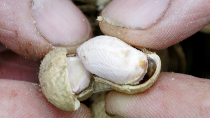 Peanut Prices Make A Go-To Snack More Expensive : NPR