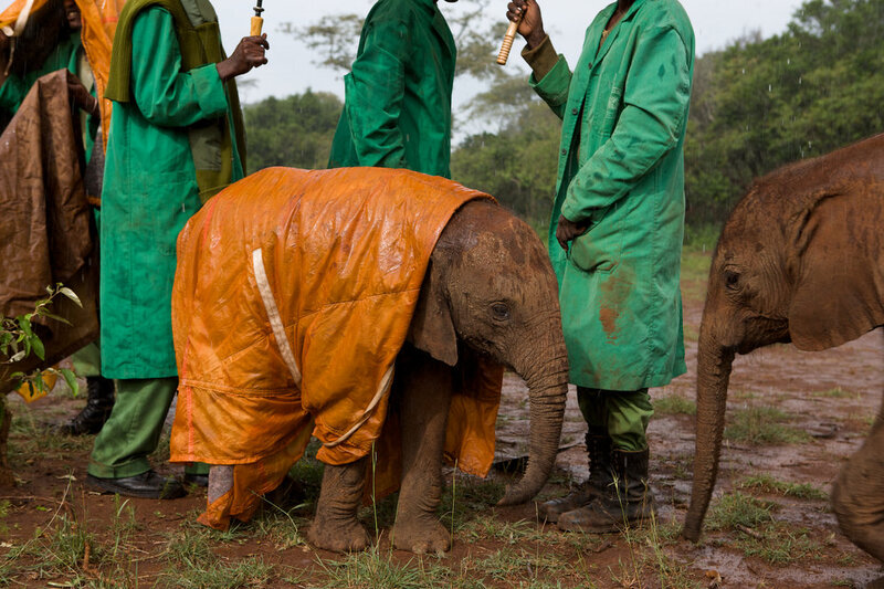 Photos: A Good Year For Poaching, Not So Good For Elephants : The ...