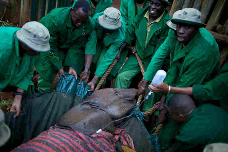 Photos: A Good Year For Poaching, Not So Good For Elephants : The ...
