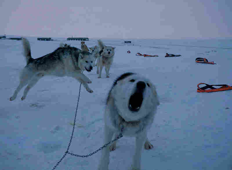 Denmark's Navy Dogsled Team Is Serious : The Picture Show : NPR