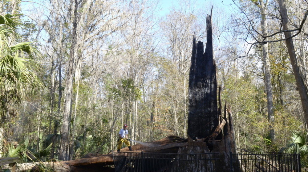 One Of World's Oldest Cypress Trees, 'The Senator,' Burns In Florida ...