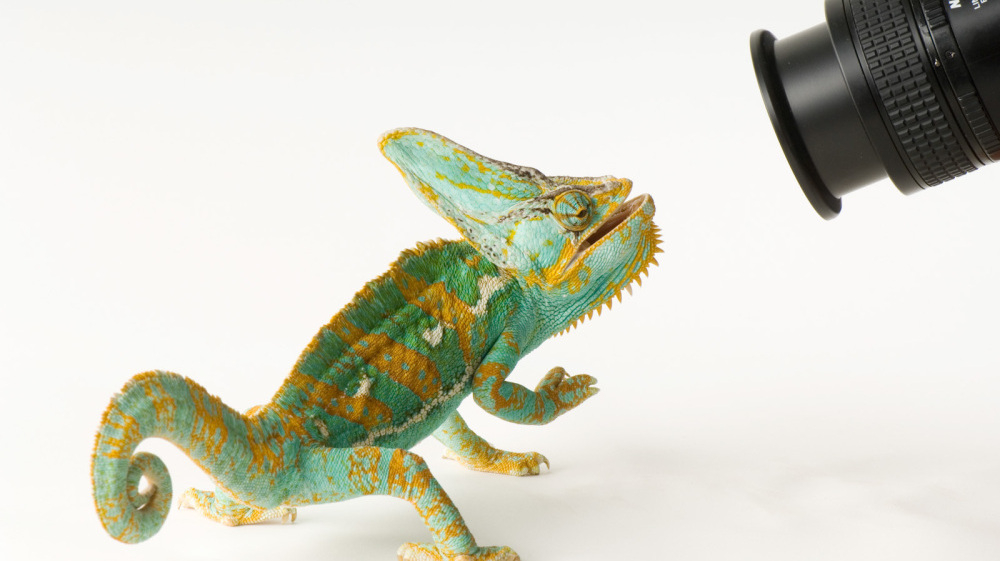 One Man's Quest To Capture America's Endangered Zoo Animals (With A ...