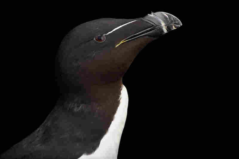 One Man's Quest To Capture America's Endangered Zoo Animals (With A ...