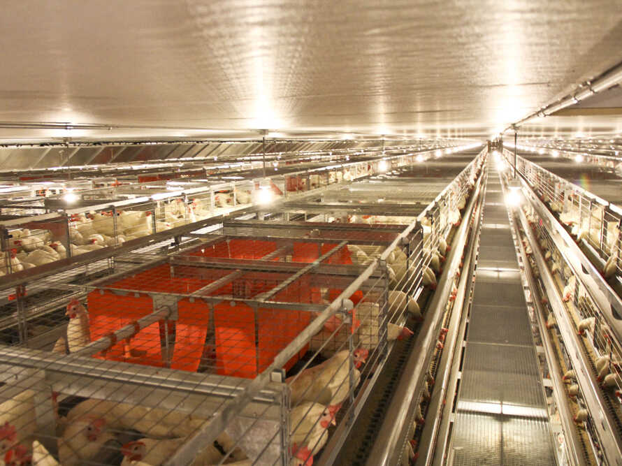 Coop D'Etat: Farmers, Humane Society Partner On Chicken-Cage Revolution ...