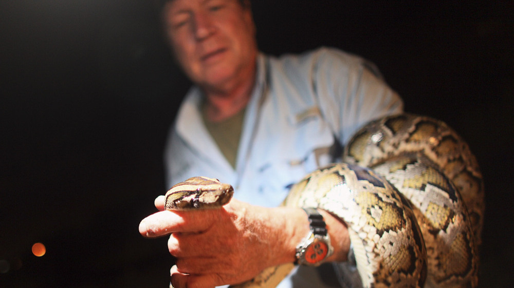 Invasive Pythons Put Squeeze On Everglades' Animals : NPR